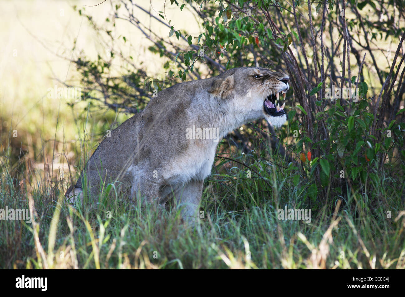 A snarling lioness, Masai Mara National Reserve, Kenya, East Africa ...