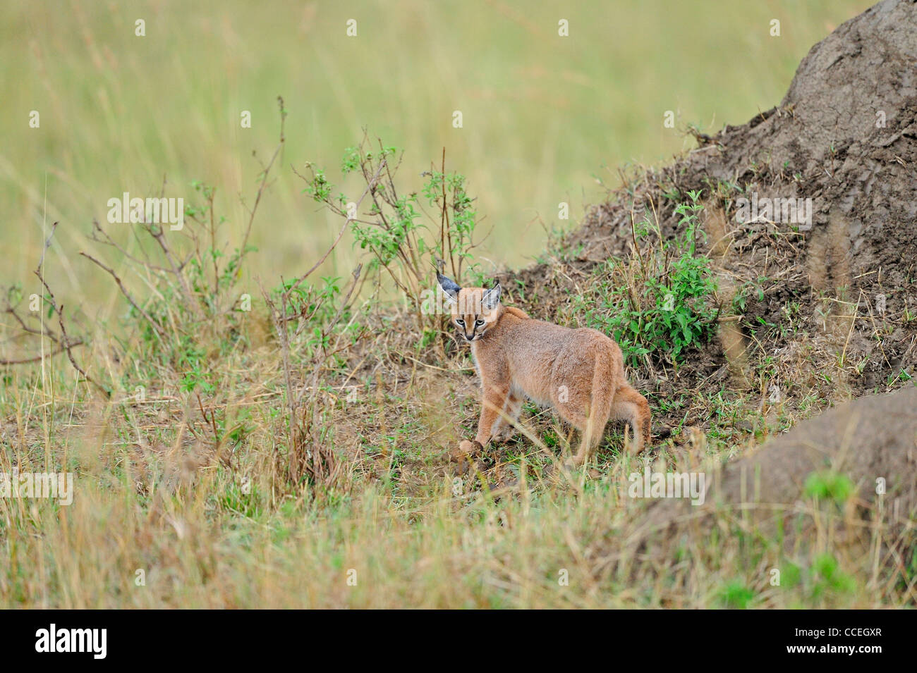 Caracals hi-res stock photography and images - Alamy