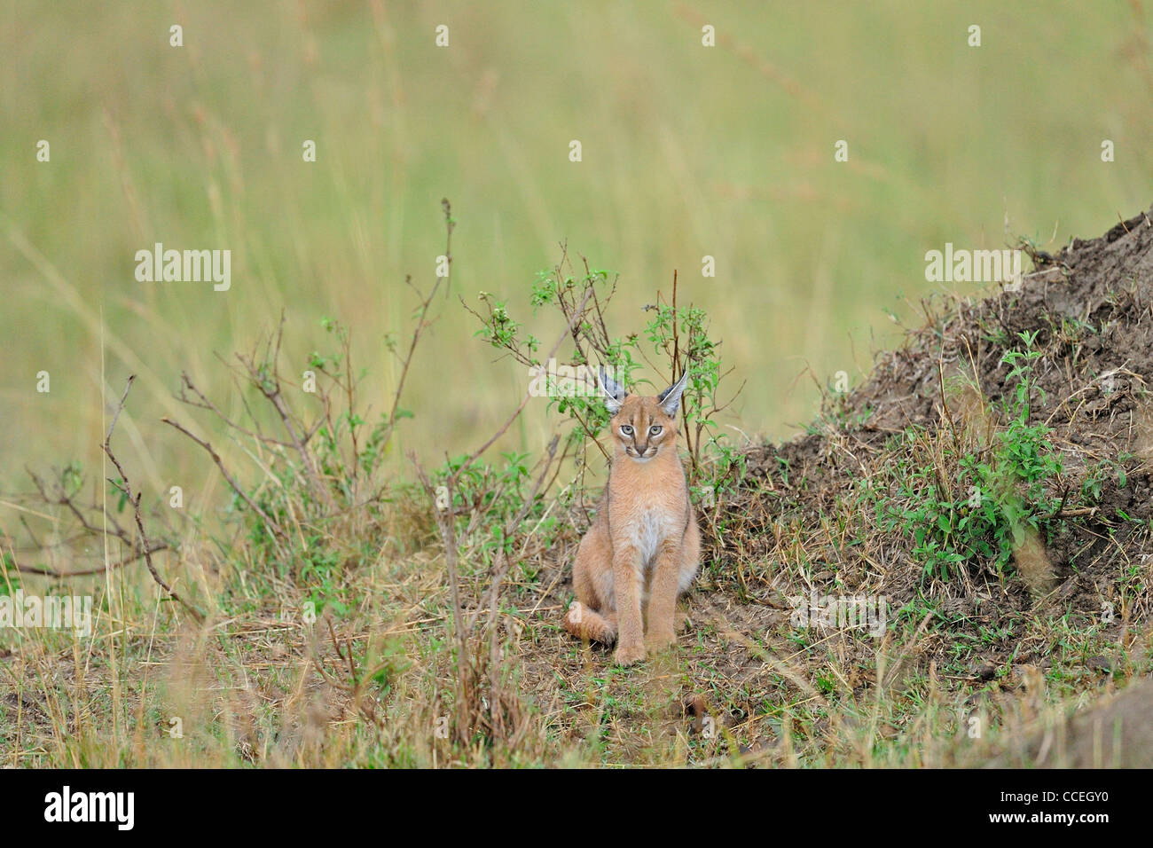 Caracal (Caracal caracal) sitting in the grasses during rains in Masai ...