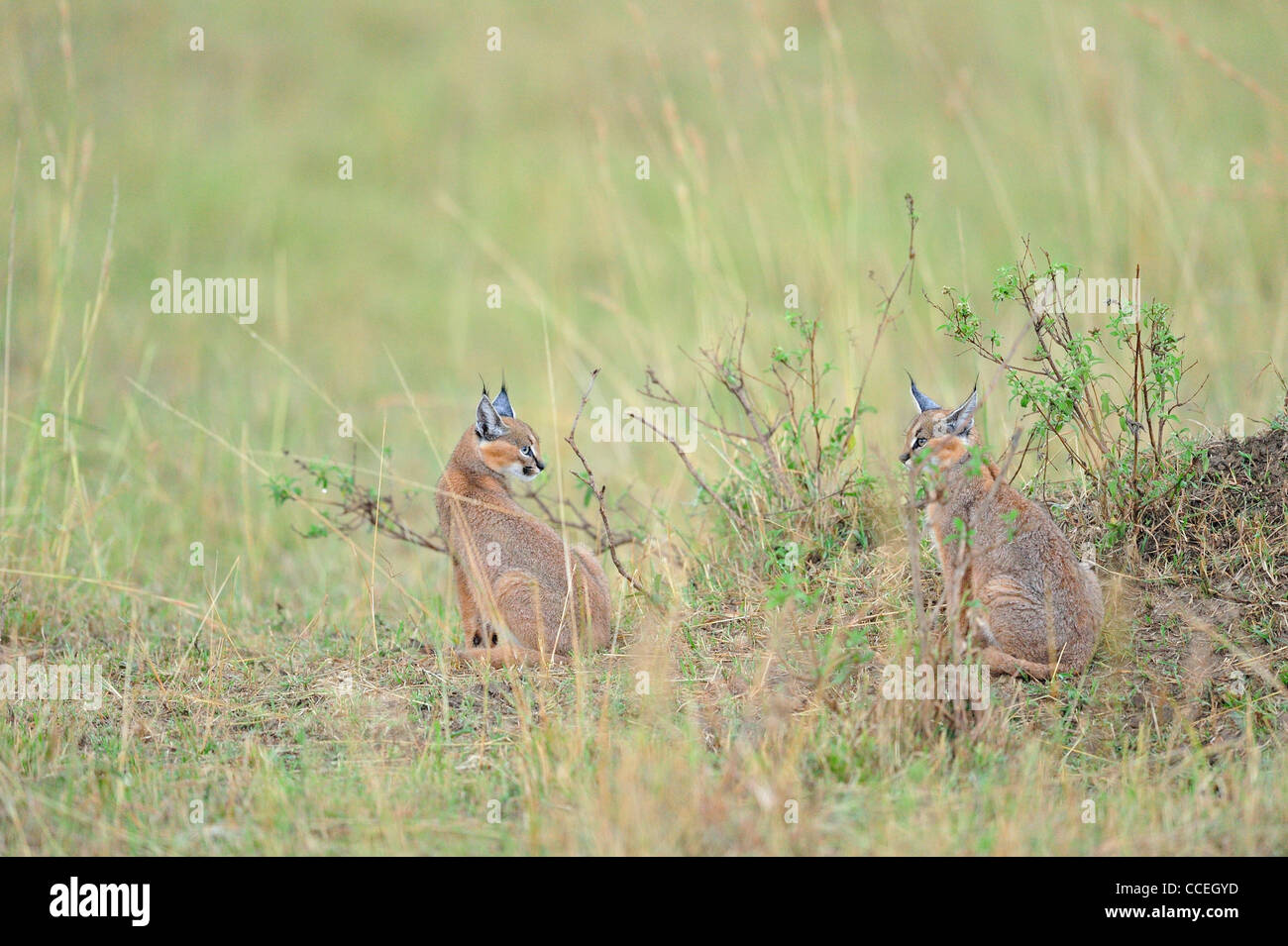 Caracals hi-res stock photography and images - Alamy