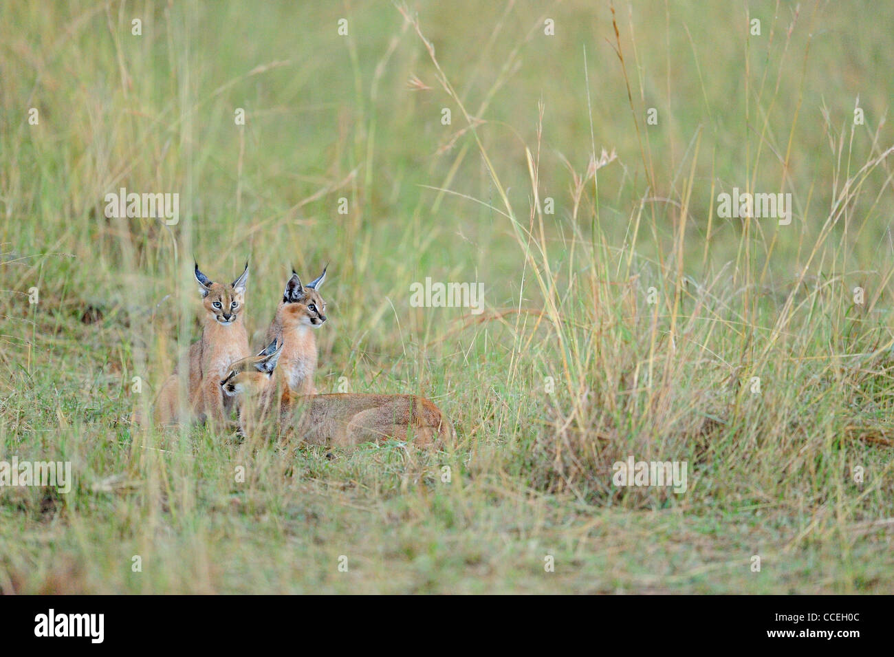 Caracals hi-res stock photography and images - Alamy