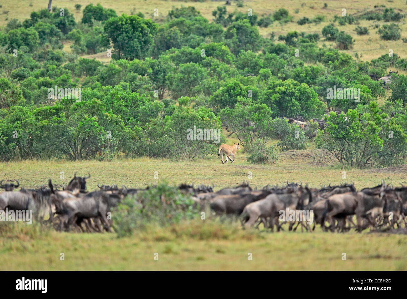 Wildebeest and zebra on the run form lions in Masai Mara, Kenya, Africa ...