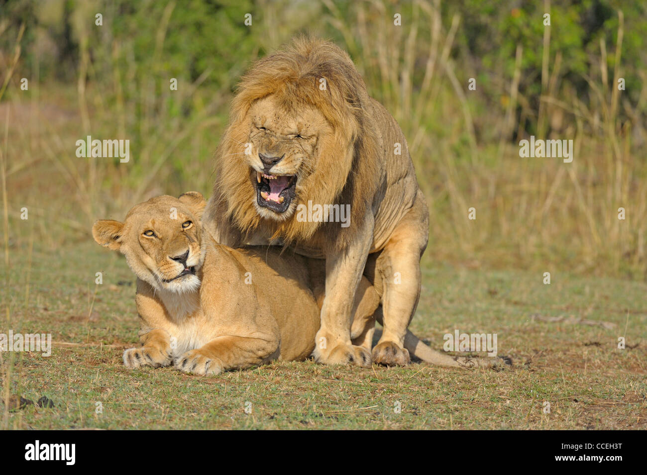 Mating lions in the grasses of Masai Mara, Kenya, Africa Stock Photo ...