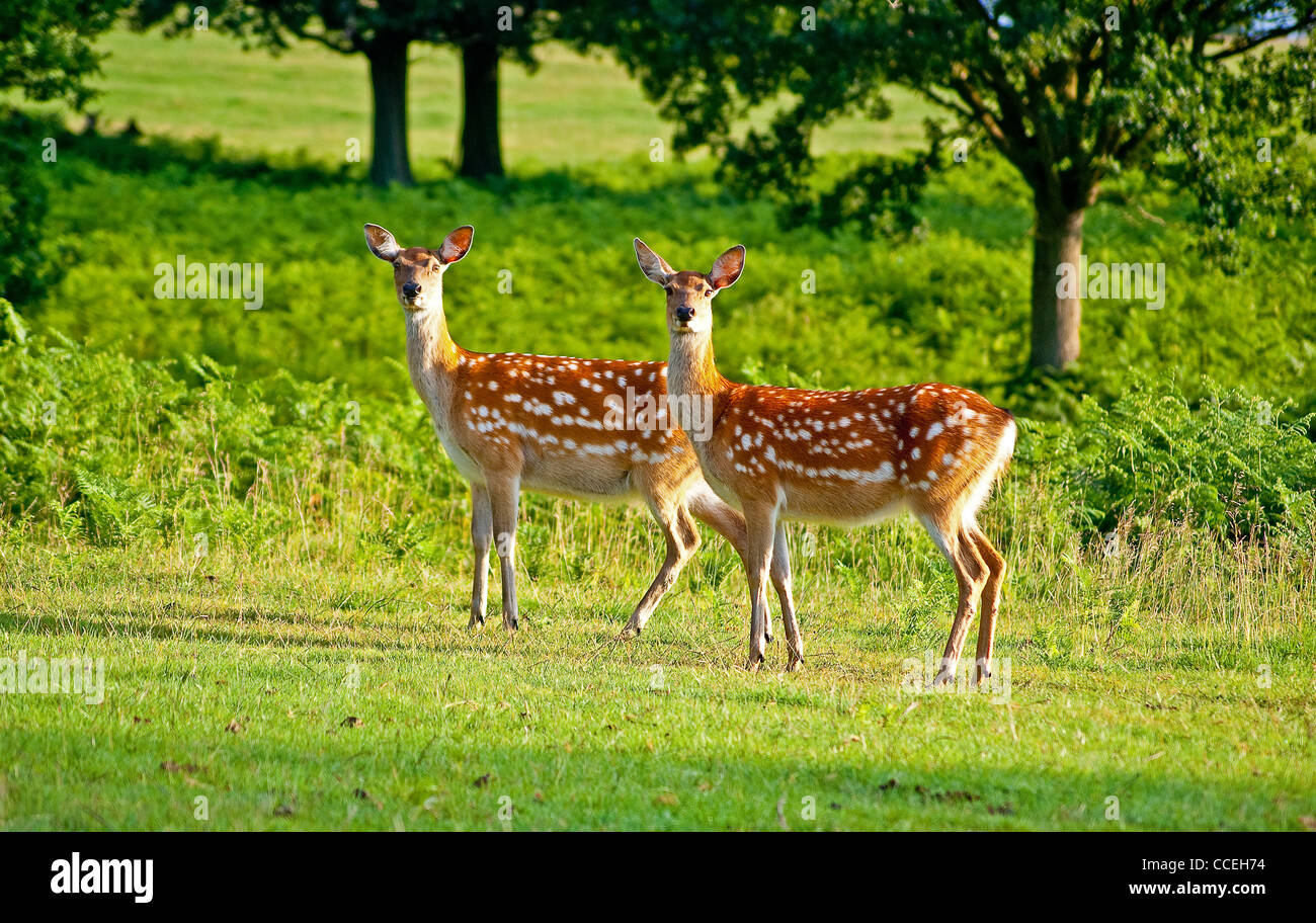 Manchurian Sika Deer High Resolution Stock Photography and Images - Alamy