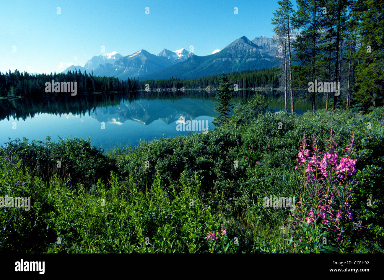 Banff national park flowers hi-res stock photography and images - Alamy
