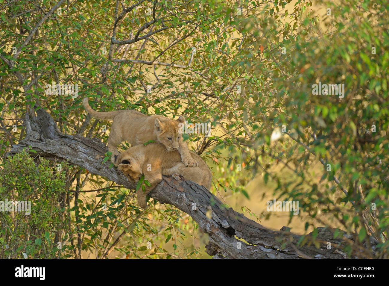 Lion cubs climbing tree hi-res stock photography and images - Alamy