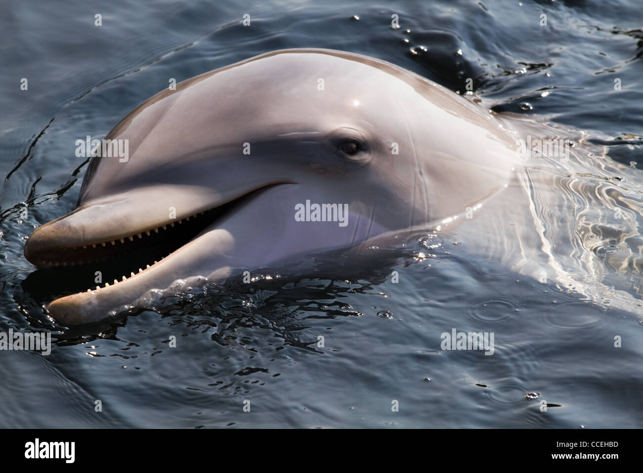 Bottlenose dolphin or Tursiops truncatus swimming, diving and playing ...