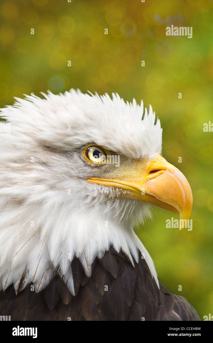 Flying Eagle Drawing Side View