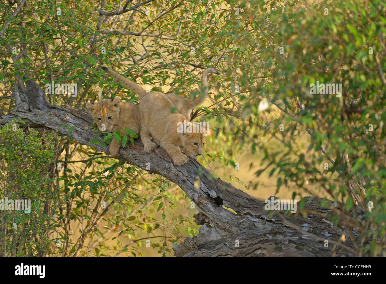 Lion cubs climbing tree hi-res stock photography and images - Alamy