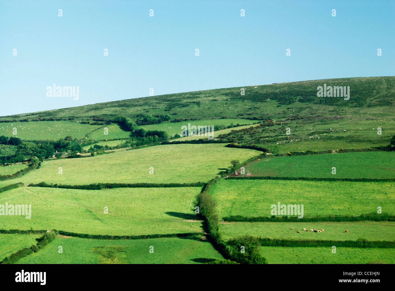 Rolling hills and hedgerows, rural england, Dartmoor, Devon, England ...