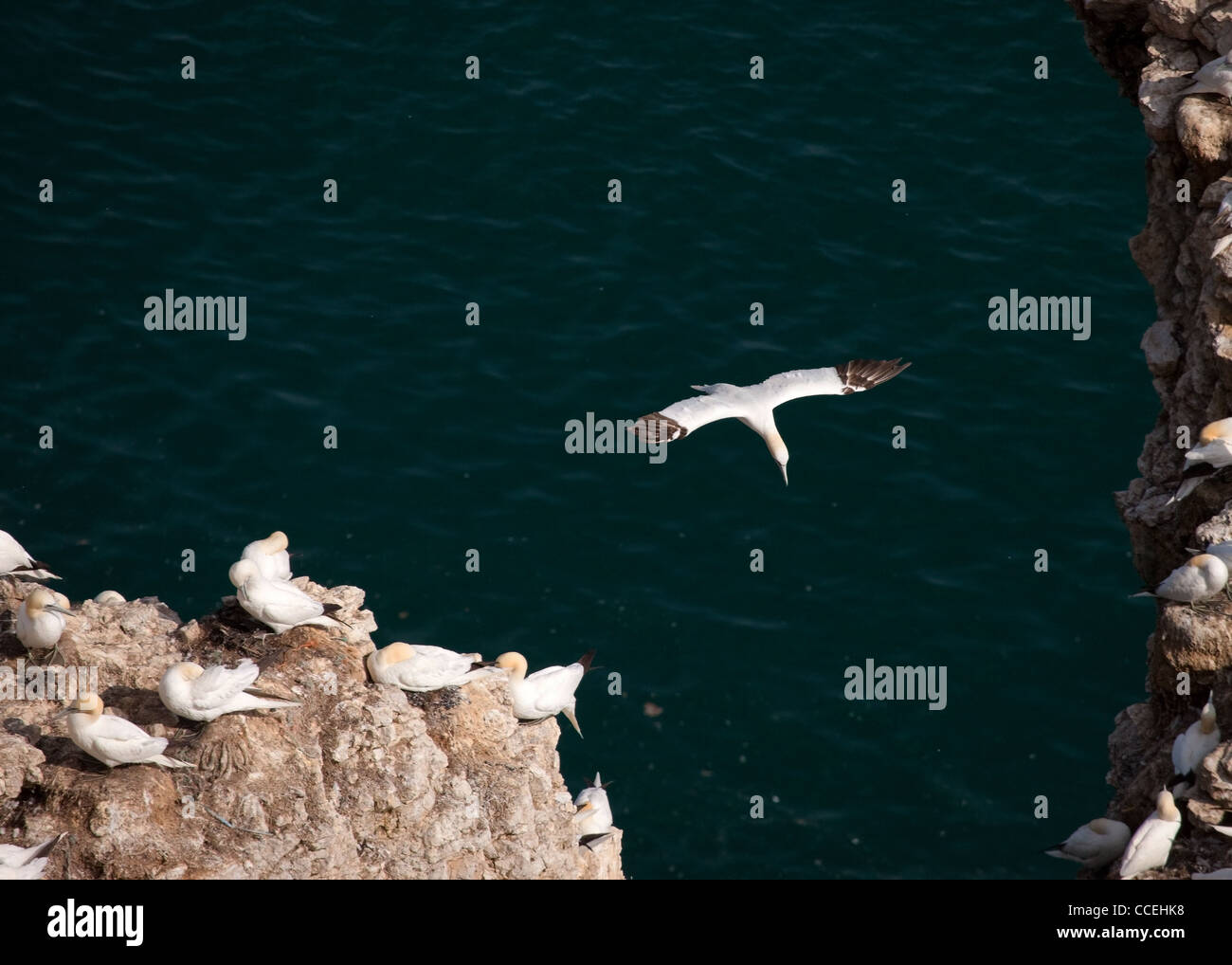 gannet colony, Bempton cliffs North Yorkshire Stock Photo - Alamy