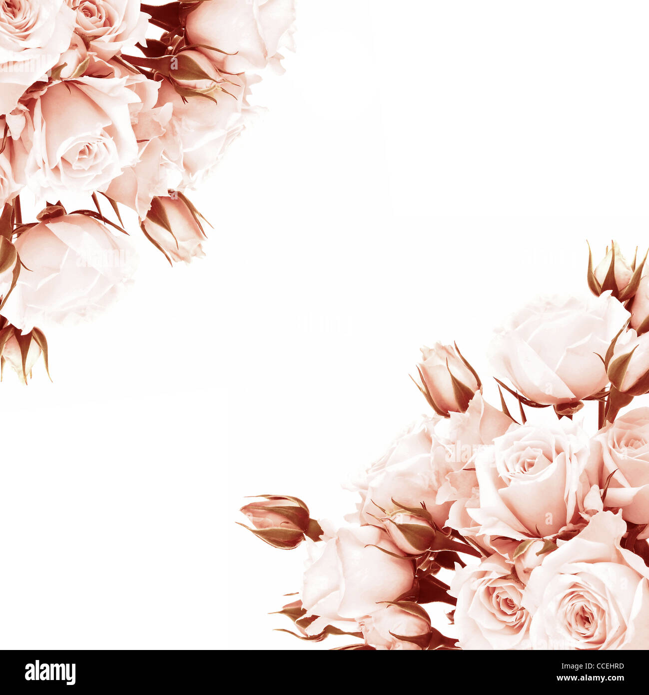 Corner composition pink rose hi-res stock photography and images - Alamy