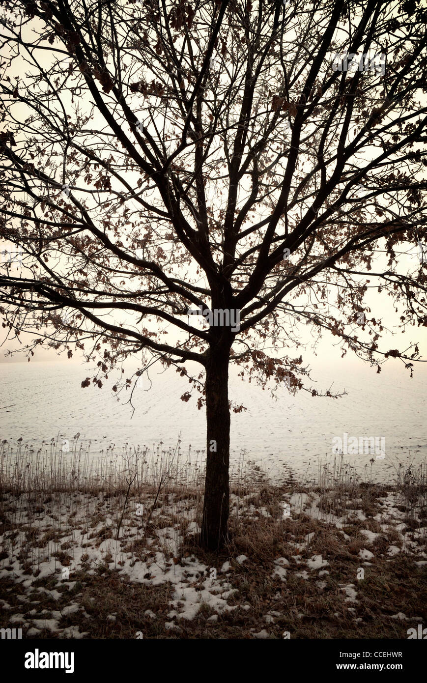 Lone tree in winter Stock Photo - Alamy