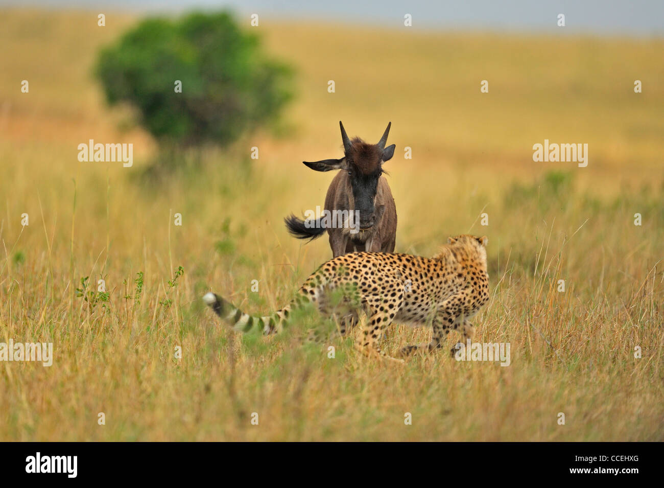 Cheetah attack hi-res stock photography and images - Alamy