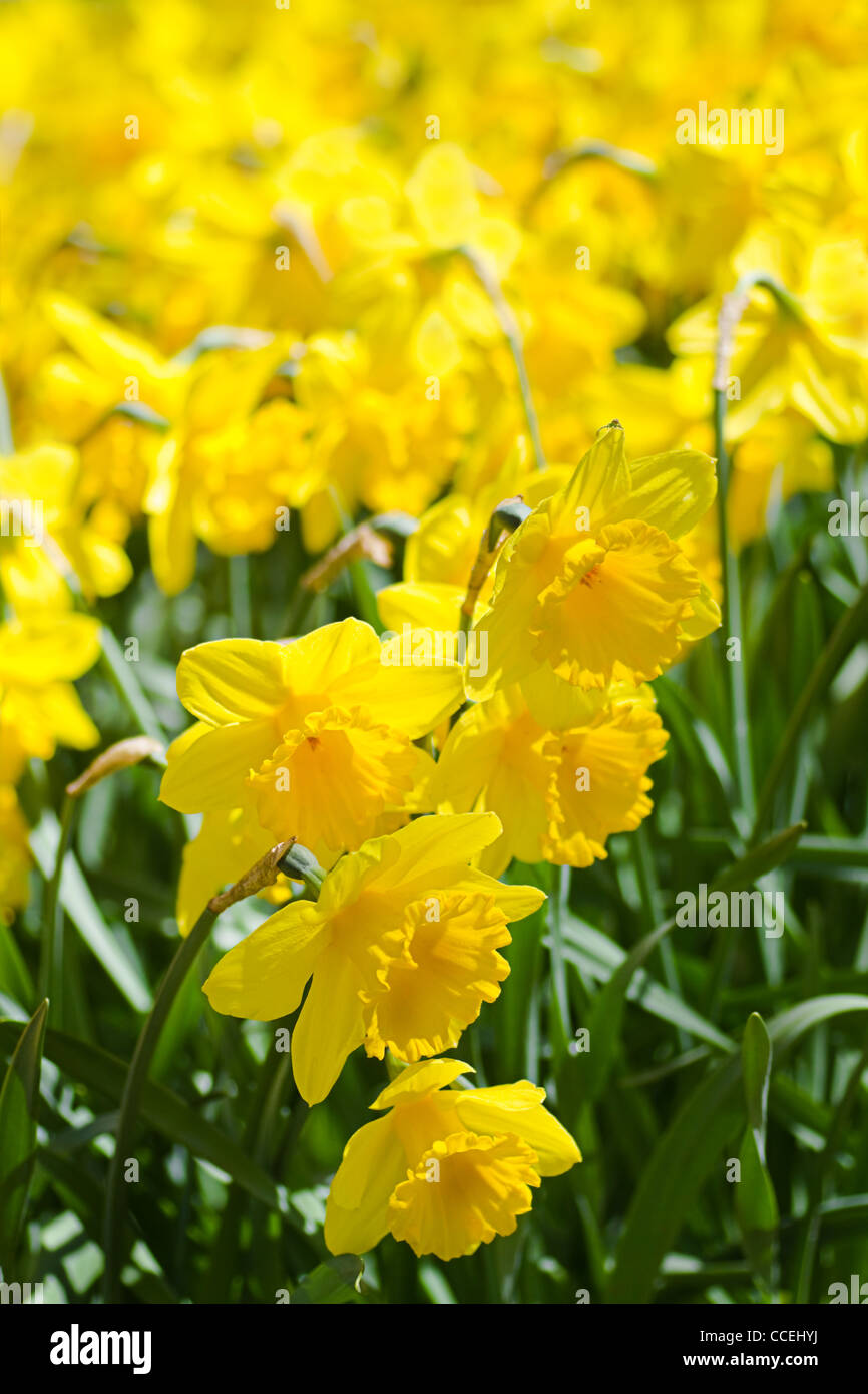 Daffodils Green Park Spring Sunshine High Resolution Stock Photography ...