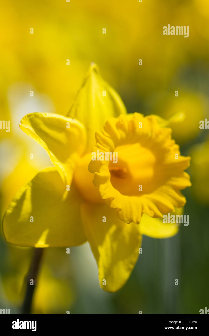 One yellow daffodil in spring with a whole field in background Stock ...