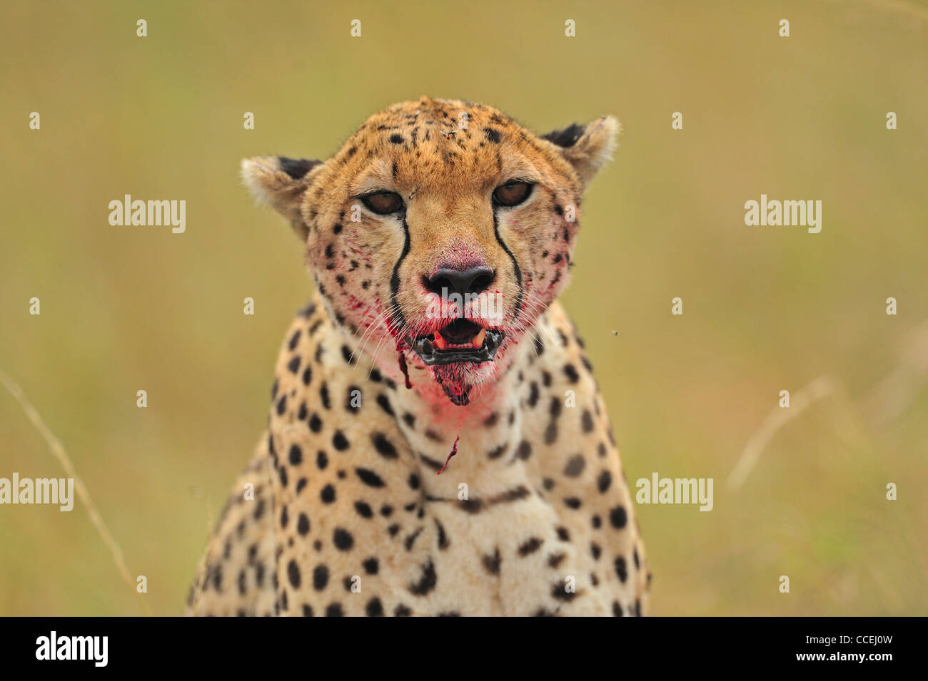 Cheetah Roaring Face