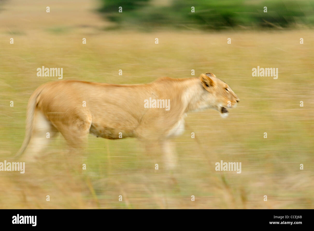 A charging lioness in Masai Mara, Kenya, Africa Stock Photo - Alamy