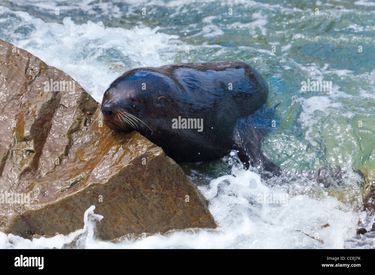 Animal eyes tear hi-res stock photography and images - Alamy