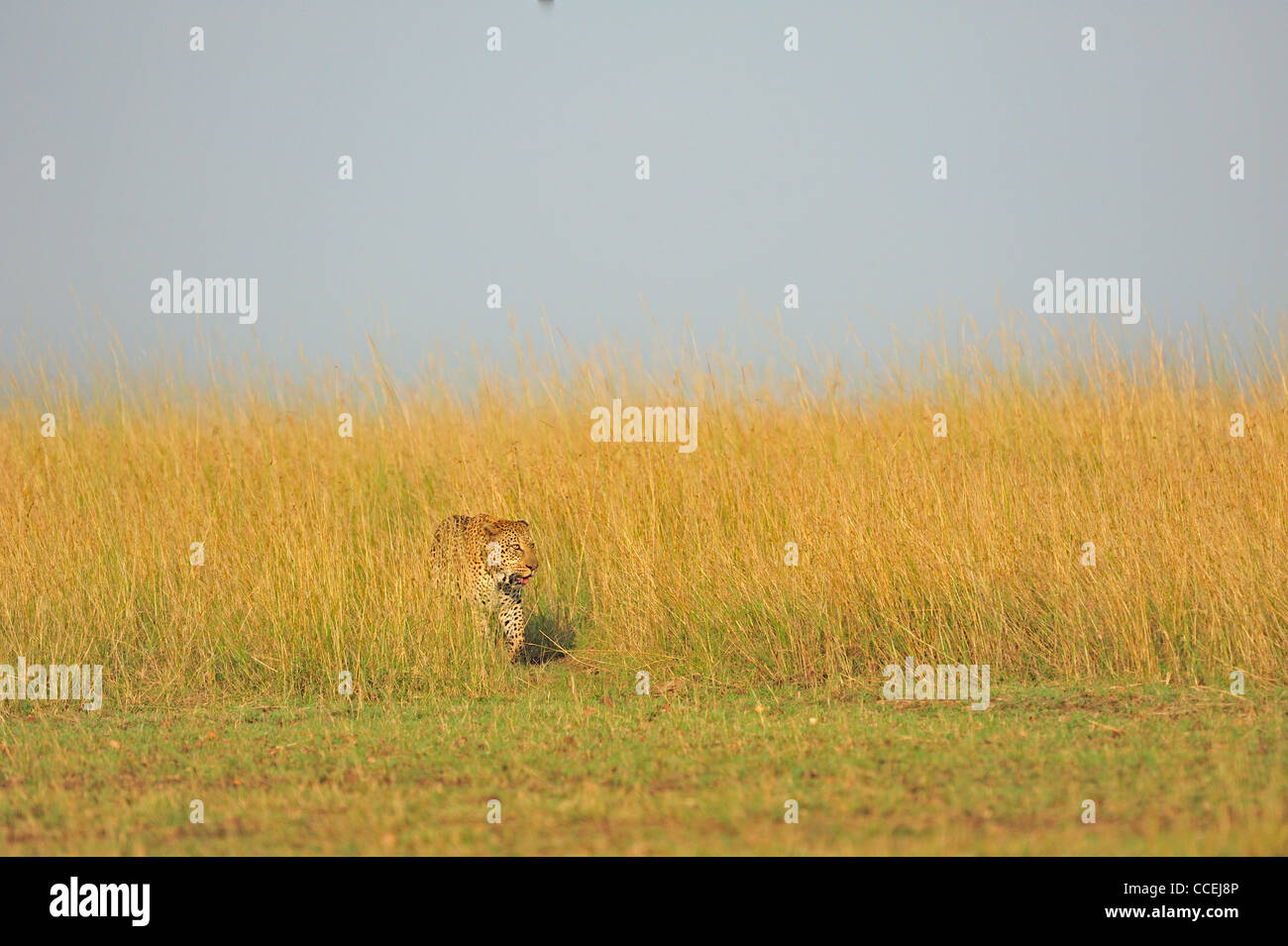 African Leopard (Panthera pardus pardus) in the grasslands of Masai ...
