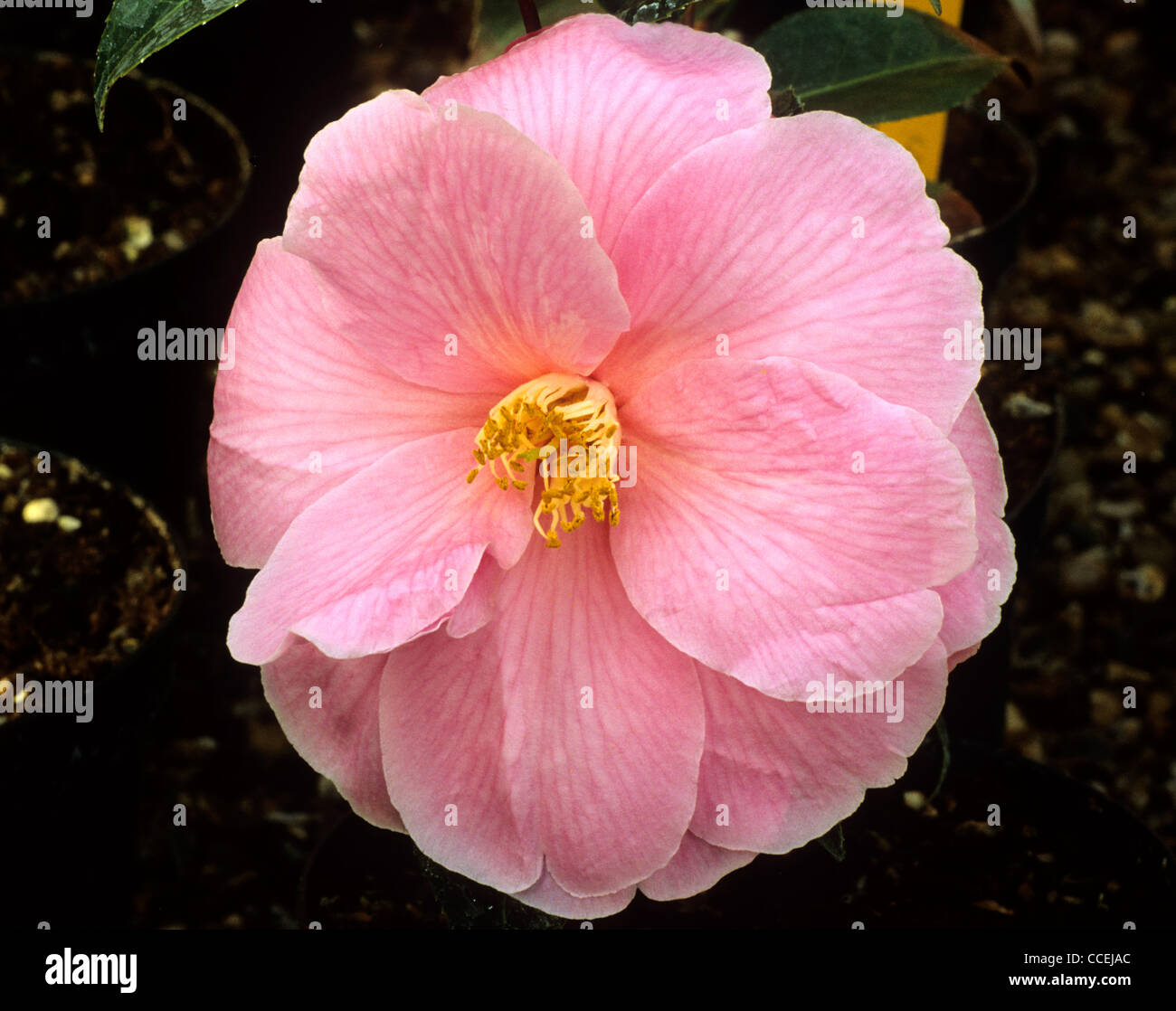 Camellia x williamsii 'Donation', pink flower flowers garden plant ...