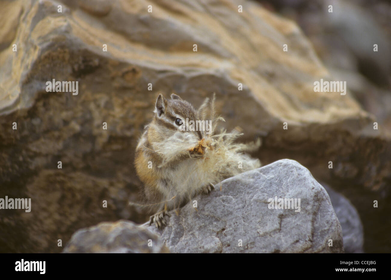 Least Chipmunk Neotamias minimus with seed heads. British Columbia ...