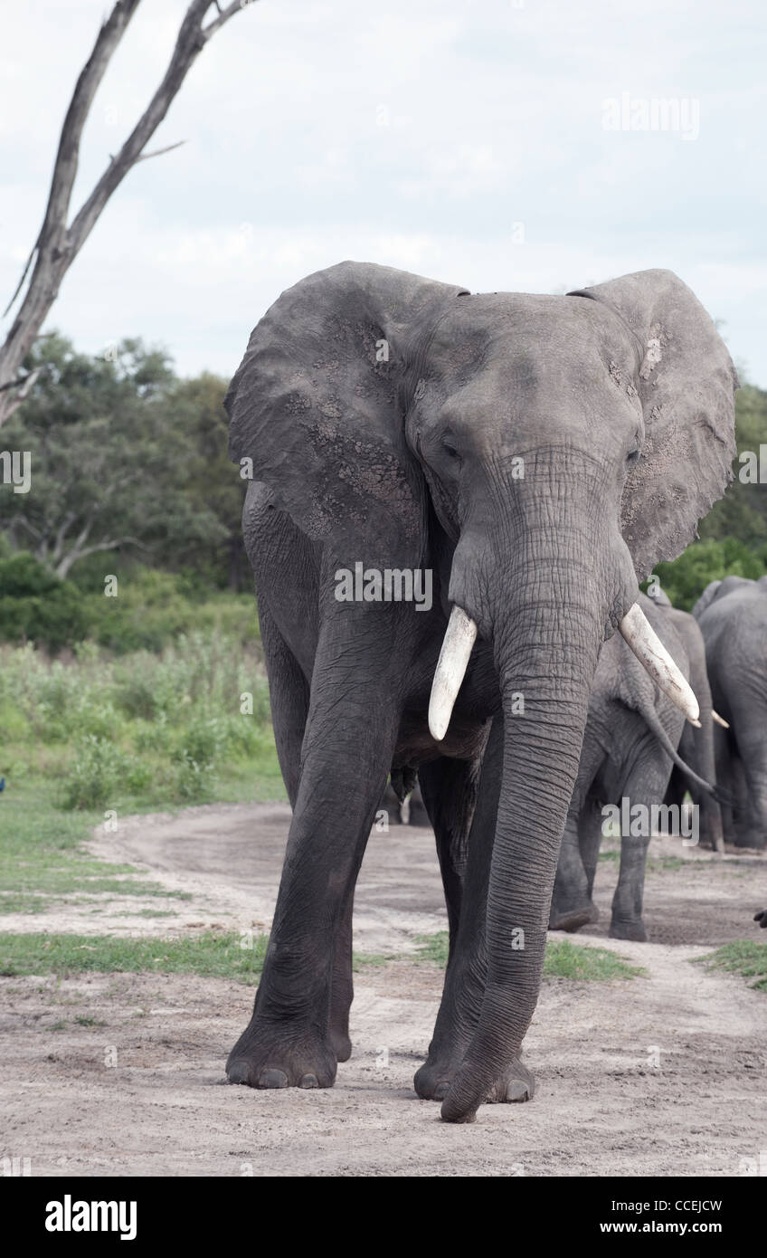 Game Conservation Society High Resolution Stock Photography and Images ...