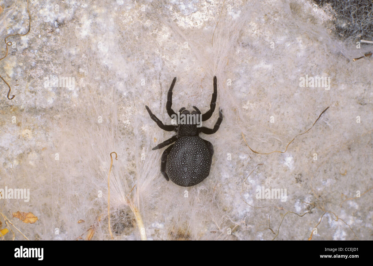 Female Ladybird Spider Eresus species, on web Stock Photo - Alamy