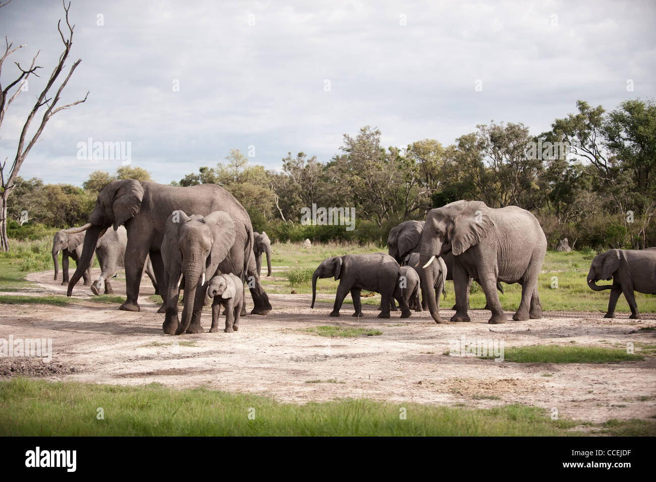 Elephants in the Okavango Delta Stock Photo - Alamy