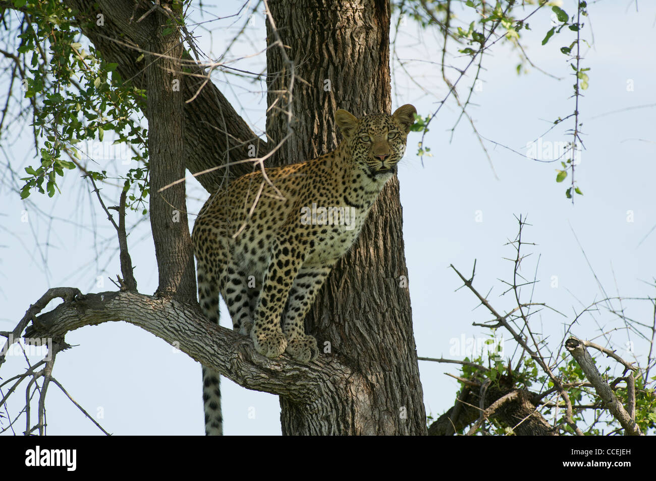 Leopard sitting in tree Stock Photo - Alamy