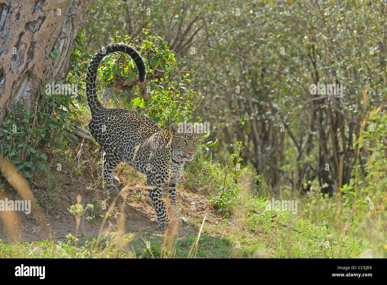 African Leopard (Panthera pardus pardus) marking a tree in Masai Mara ...