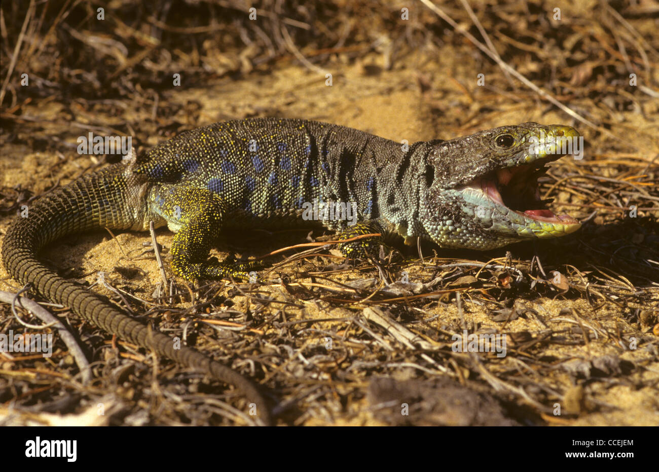 Eyed Lizard Timon lepidus with mouth open in threatening stance. Spain ...
