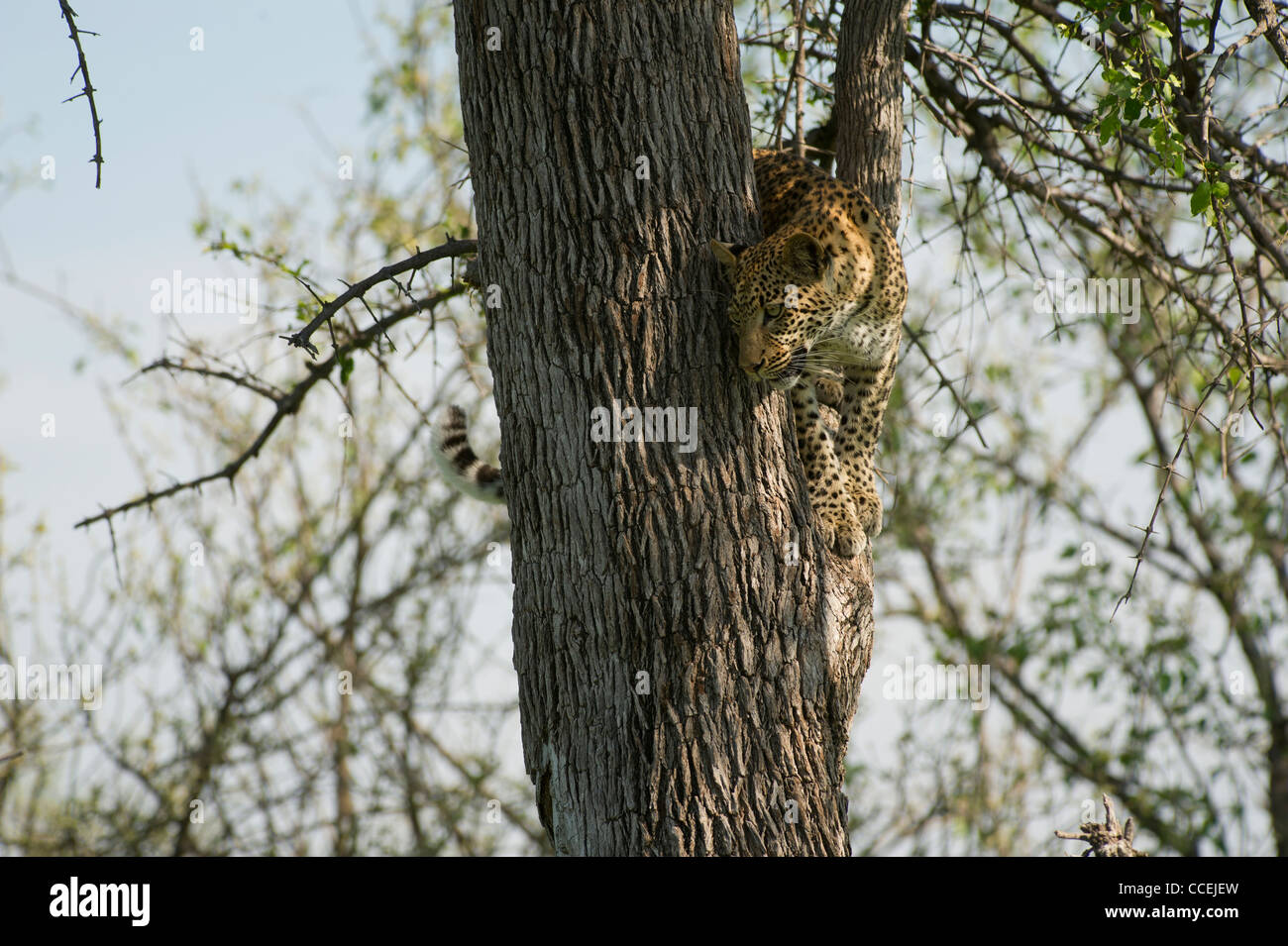 Climbing Mink High Resolution Stock Photography and Images - Alamy
