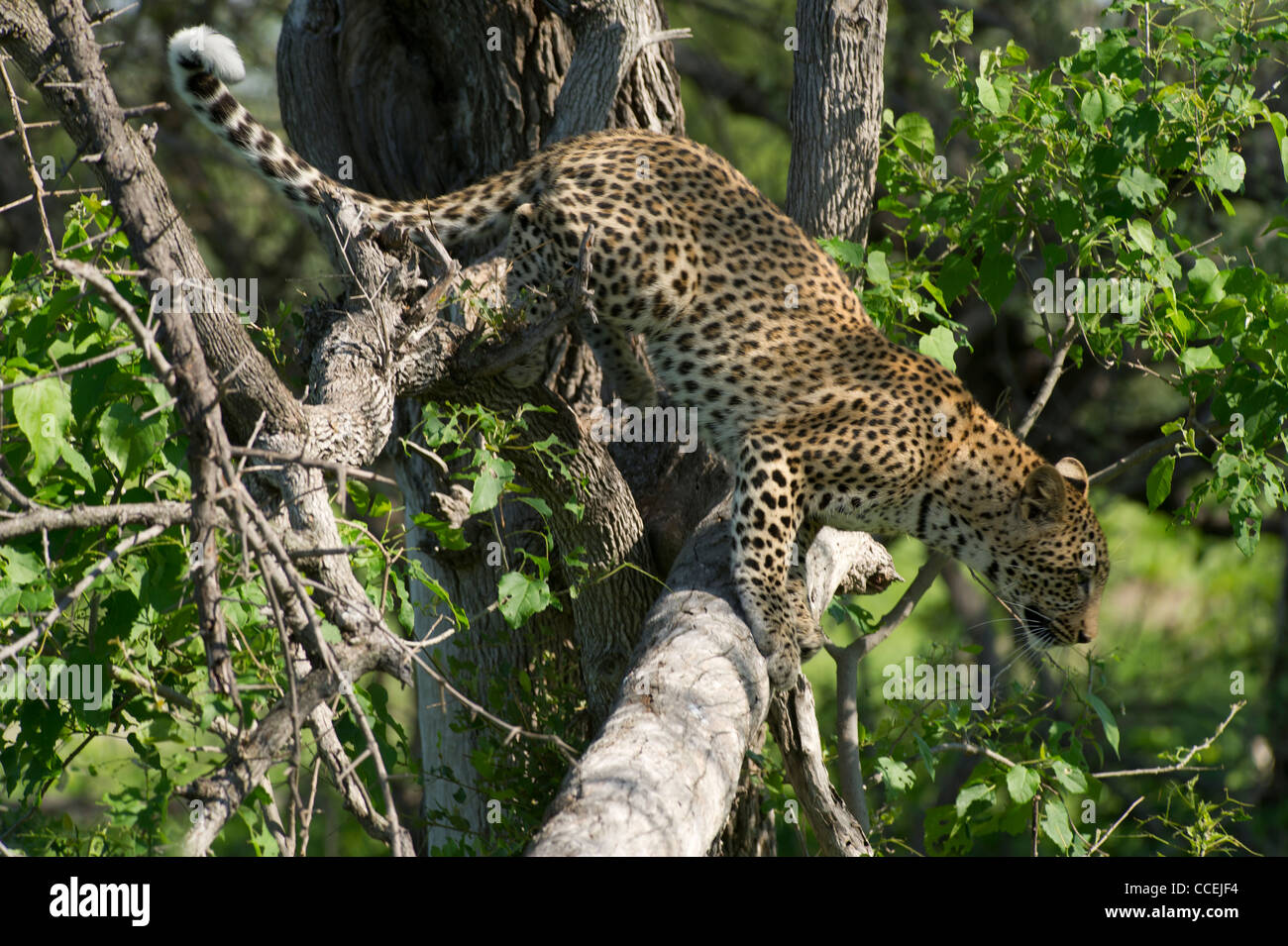 Leopard climbing out of tree Stock Photo - Alamy