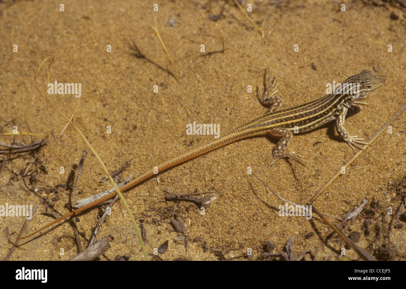 Juvenile Spiny-Footed Lizard Acanthodactylus erythrurus in sand dunes ...