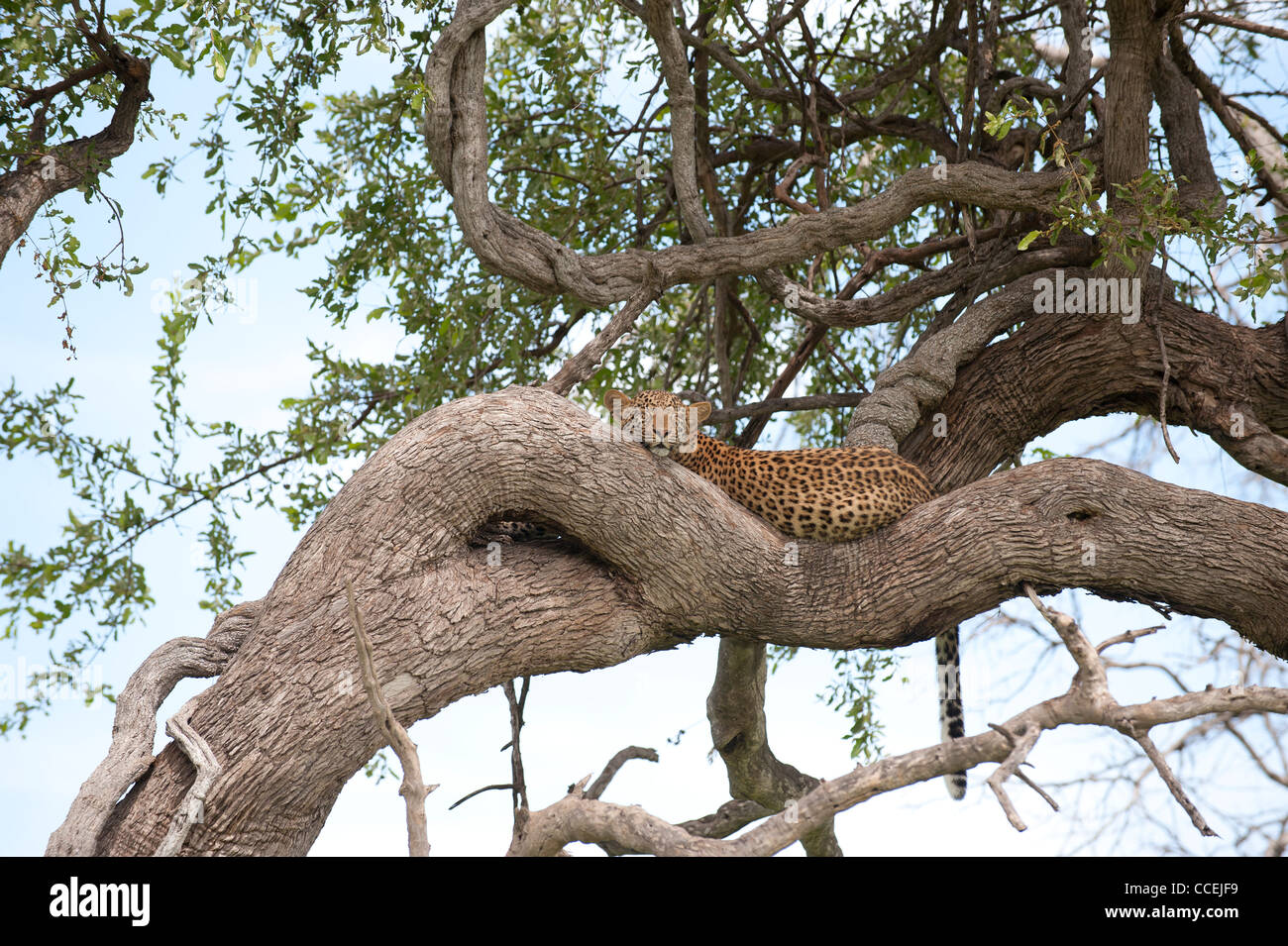 Leopard sleeping in tree Stock Photo - Alamy