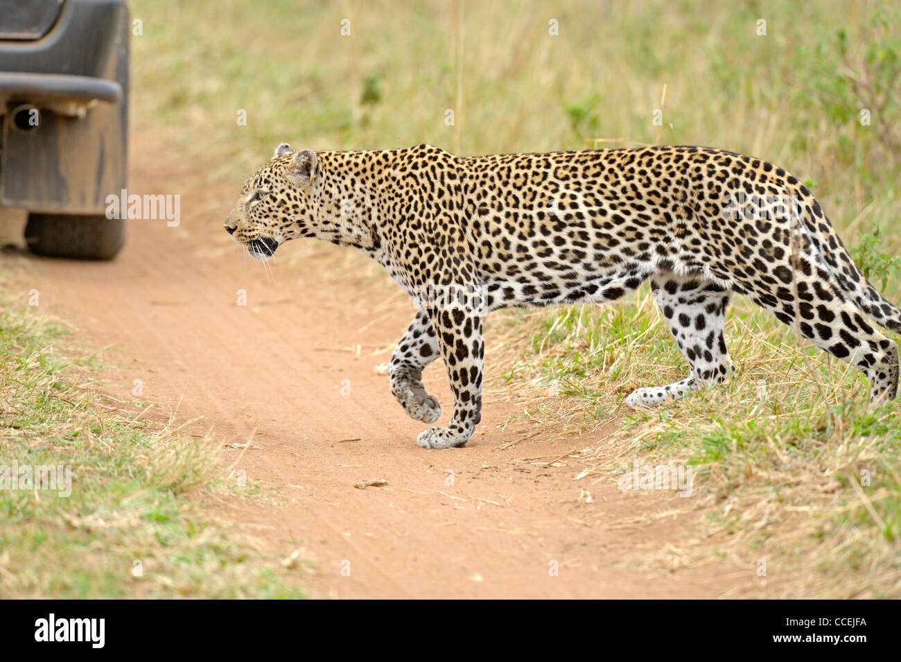 African Leopard (Panthera pardus pardus) walking behind a car in Masai ...