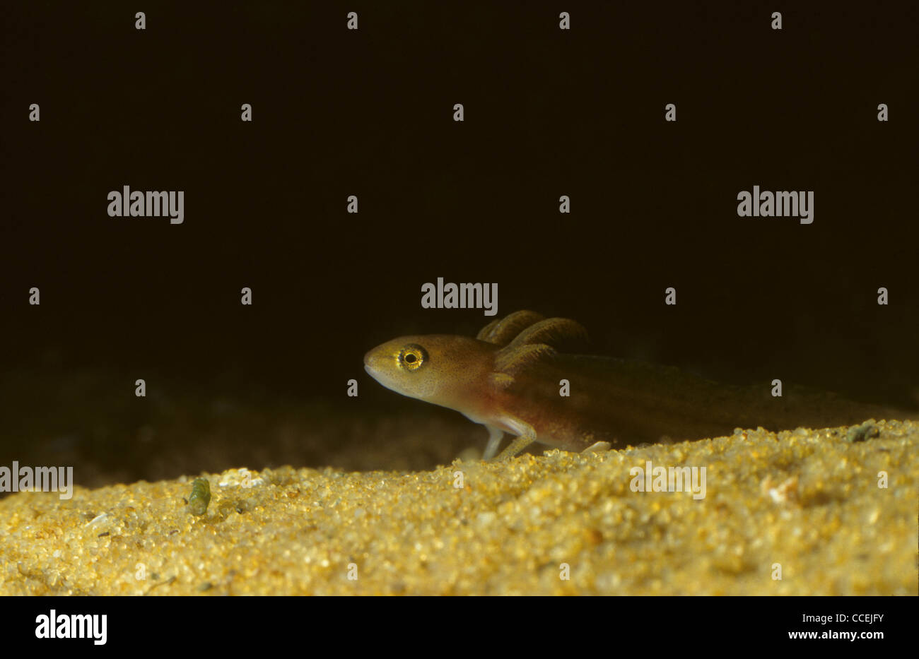 Smooth Newt larvae Triturus vulgaris. UK Stock Photo - Alamy