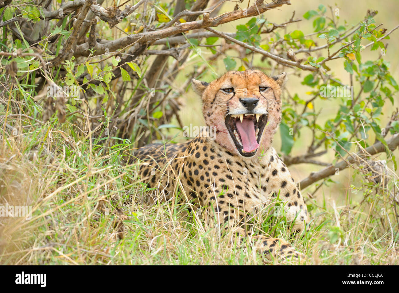 Head of a yawning Cheetah Masai Mara in Kenya, Africa Stock Photo - Alamy