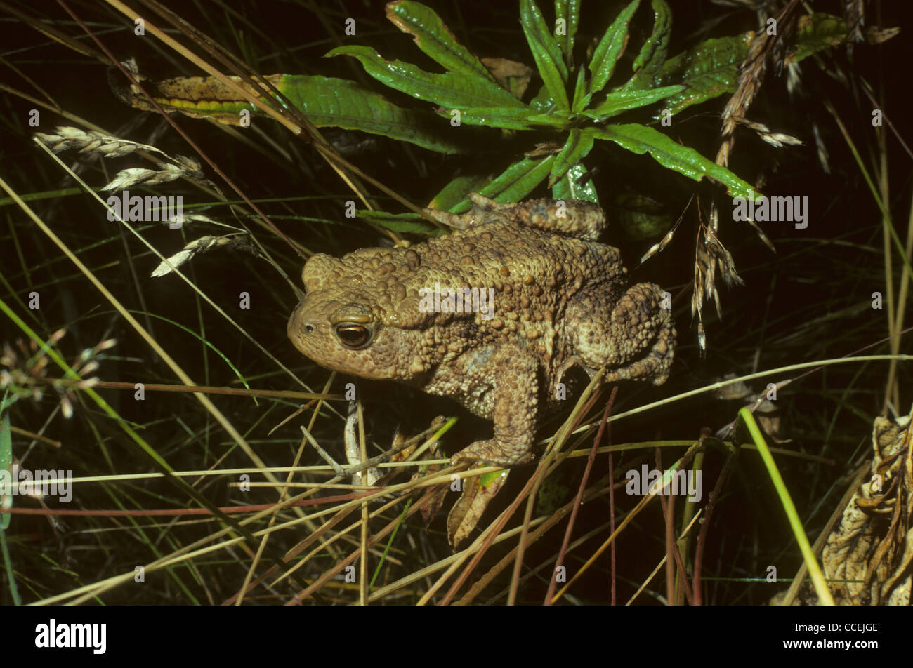 Common toad uk hi-res stock photography and images - Alamy