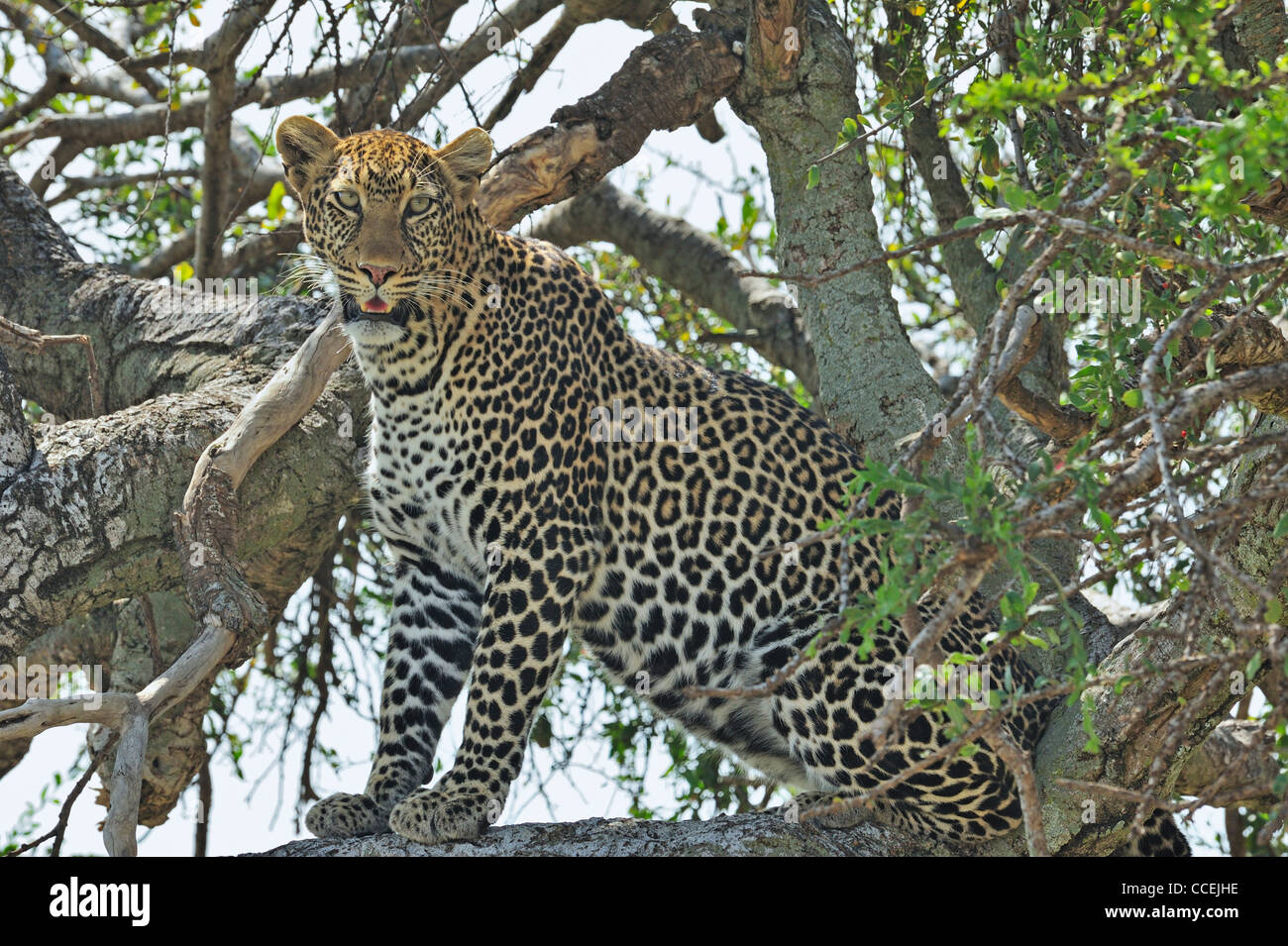 African Leopard (Panthera pardus pardus) sitting on the branch of a ...
