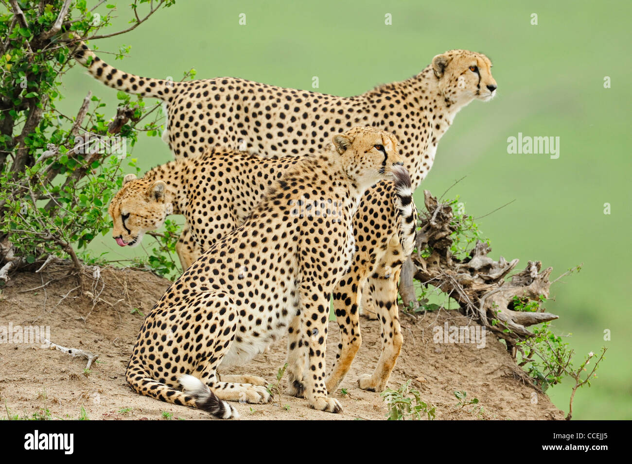 Three Cheetahs (three brothers) marking their territory in the ...
