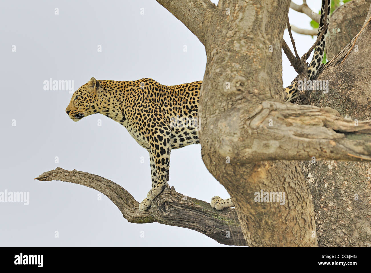 African Leopard (Panthera pardus pardus) looking out from top of a tree ...