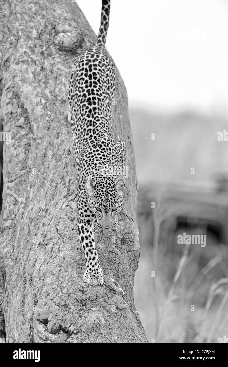 Panther branch Black and White Stock Photos & Images - Alamy