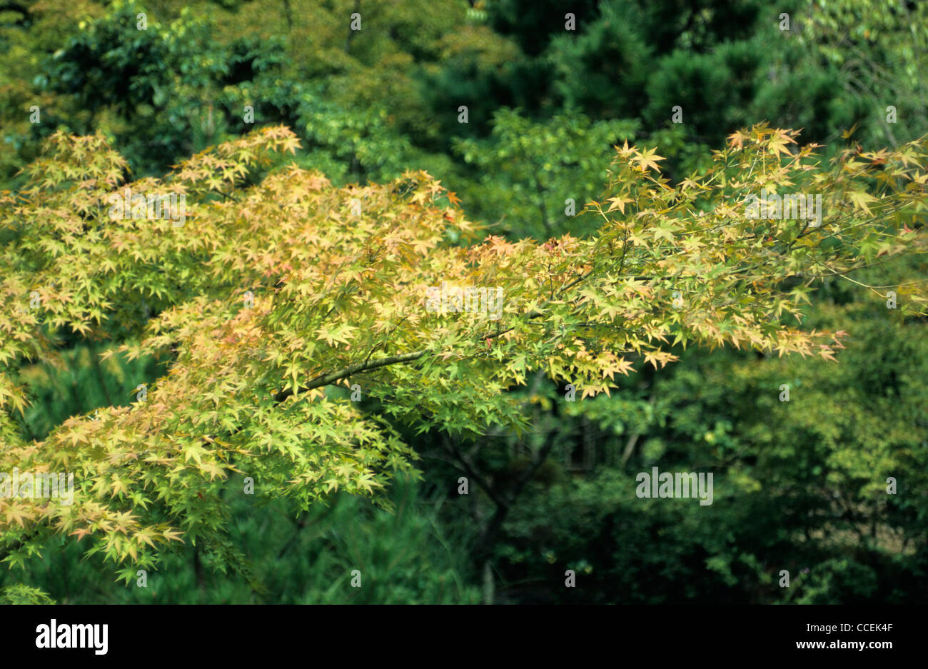 Maple trees turning yellow, Kinkaku-ji Temple garden, Kyoto, Japan ...