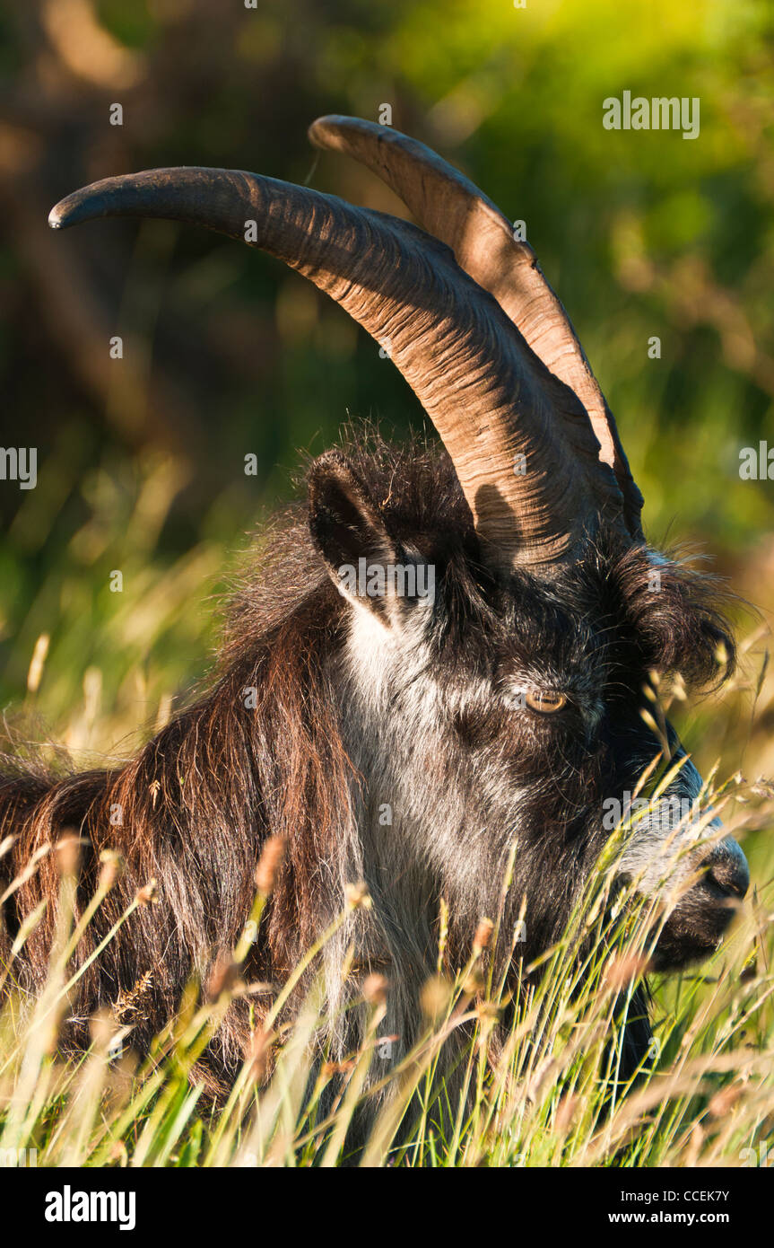 Goat hills hi-res stock photography and images - Alamy
