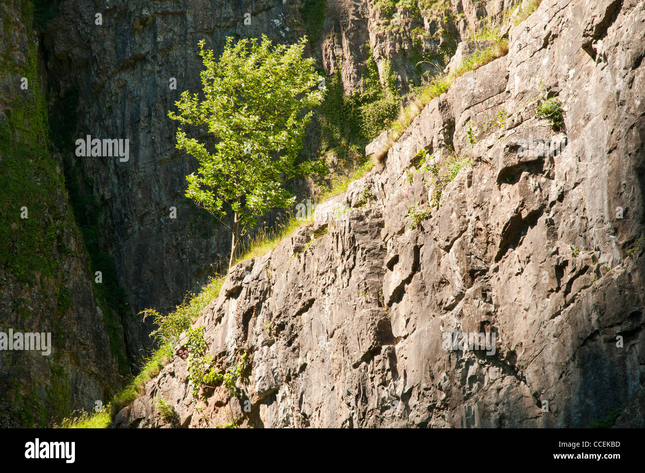 Limestone rock outcrop with a young tree growing from it seen in famous ...