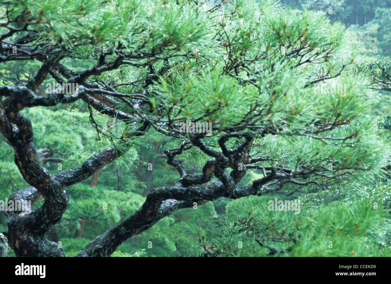 Pine tree, Ginkaku-ji Temple, Kyoto, Japan Stock Photo - Alamy