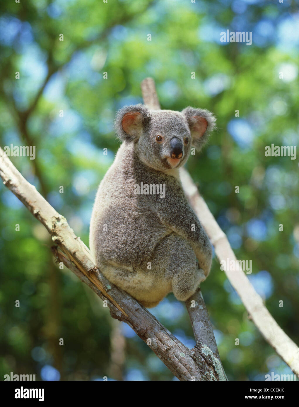 Native koala (Phascolarctos cinereus) in the wild, Queensland ...