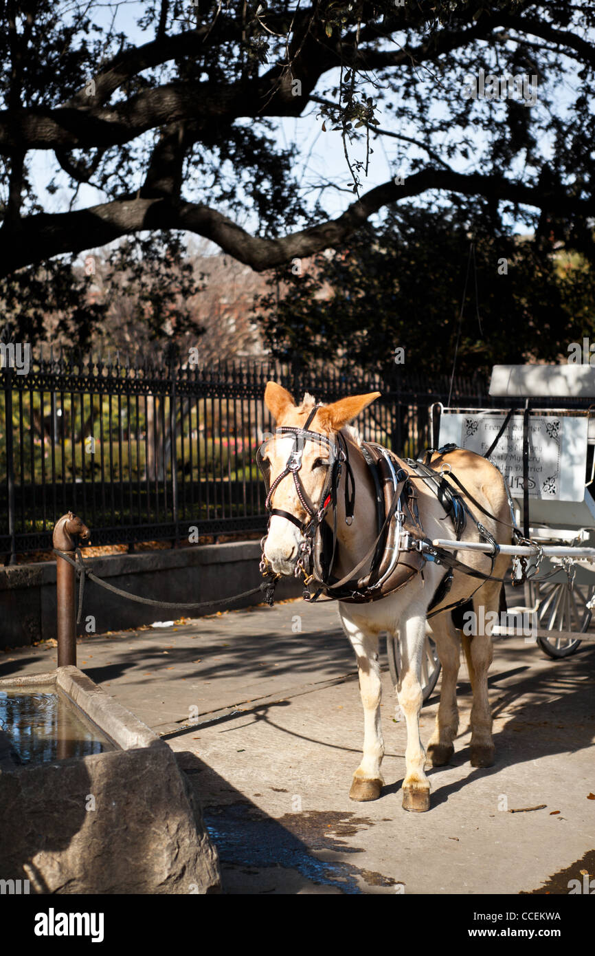 Mule with Carriage Tied to Horse Post Outside Jackson Square - New ...